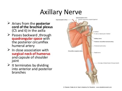 어깨 팔 통증, 삼각근 통증 - Axillary nerve palsy : 네이버 블로그