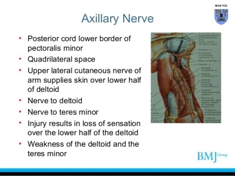 어깨 팔 통증, 삼각근 통증 - Axillary nerve palsy : 네이버 블로그