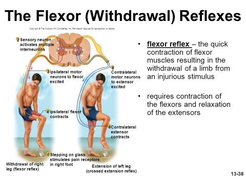 중추신경계 발달평가를 위한 반사검사법 (Reflex : spinal cord, brainstem, midbrain, cortex ...