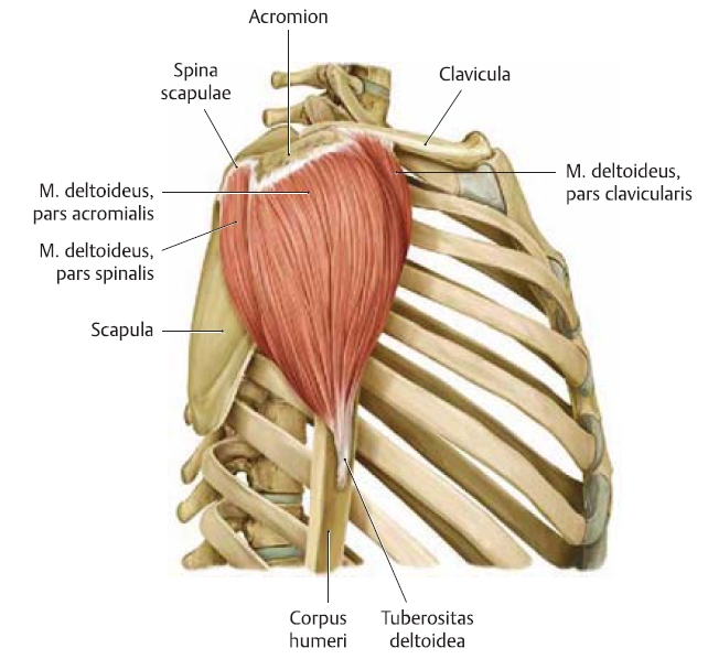 Deltoids(삼각근,어깨세모근) : 네이버 블로그