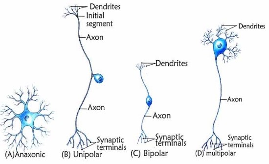 [3] 신경세포의 물리적, 전기적 특성(Physical and Electrical Properties of cell in the ...