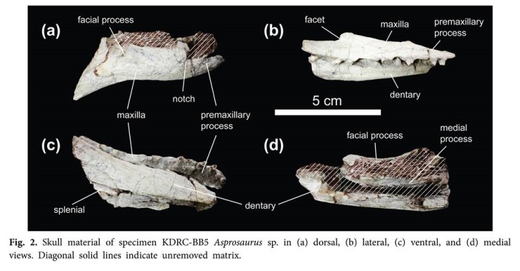 아스프로사우루스의 새로운 표본 : 네이버 블로그