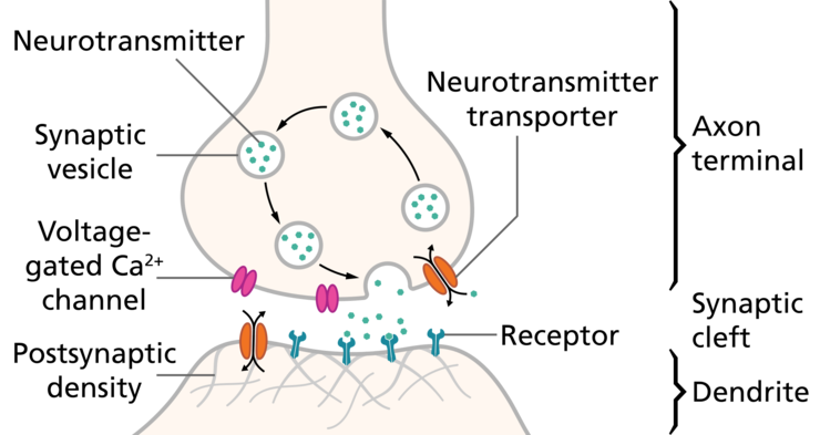 [4] 연접과 연접전달 Synapse And Synaptic Transmission 네이버 블로그