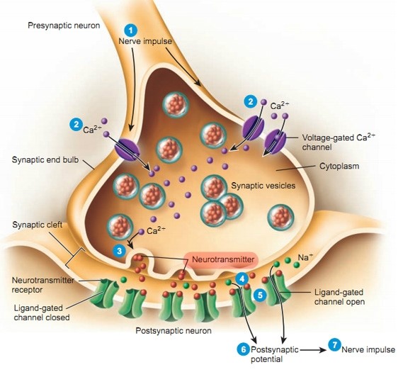[4] 연접과 연접전달 (Synapse and Synaptic Transmission) : 네이버 블로그