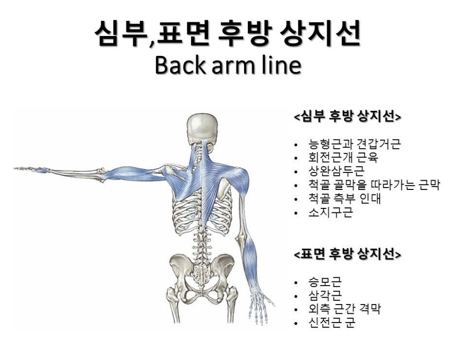 어깨 회선전근개 건염의 재활 및 예방을 위한 실전해부학과 트레이닝방법 강사 이준엽pt 네이버 블로그