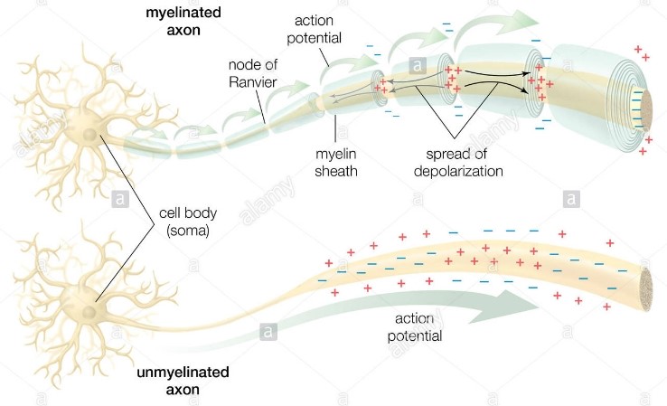 6 운동단위motor Unit와 신경섬유nerve Fiber 및 근섬유muscle Fiber의 분류 네이버 블로그