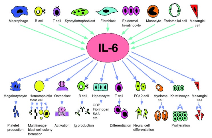 IL-6 (interleukin-6) 인터루킨6 : 네이버 블로그