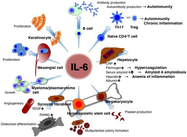 IL-6 (interleukin-6) 인터루킨6 : 네이버 블로그