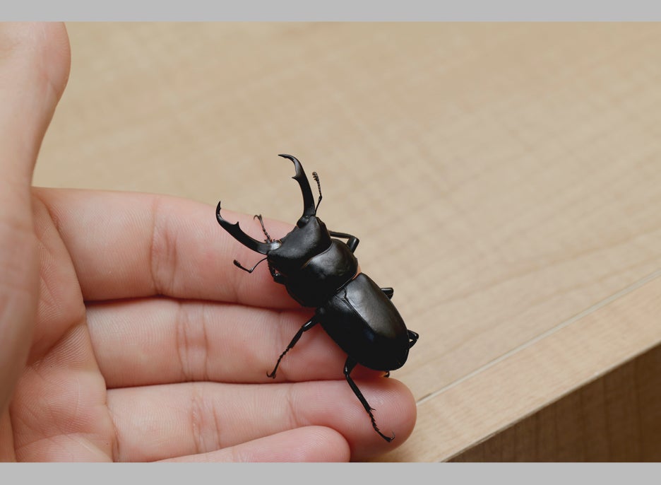 [MK-075] (분양완료) 김천C WF3 애사슴벌레 대형 한페어 분양합니다. (초특가분양) : 네이버 블로그