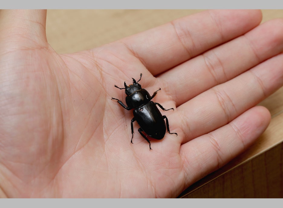 [MK-075] (분양완료) 김천C WF3 애사슴벌레 대형 한페어 분양합니다. (초특가분양) : 네이버 블로그