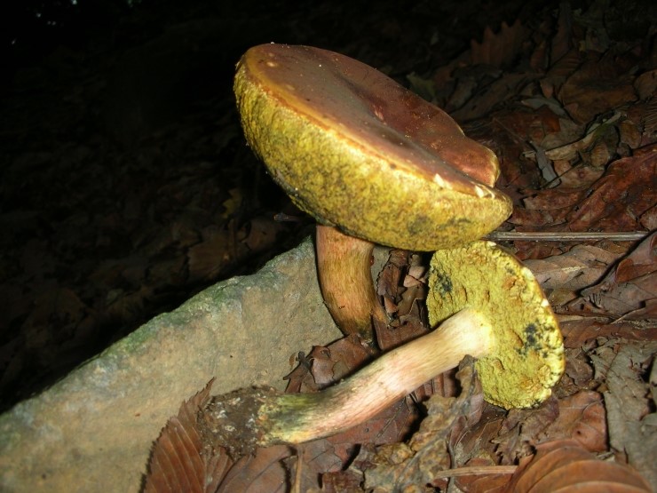 붉은줄기그물버섯 Boletus sensibilis : 네이버 블로그