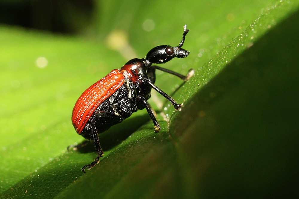 거위벌레[Chestnut leaf-cut-weevil] : 네이버 블로그