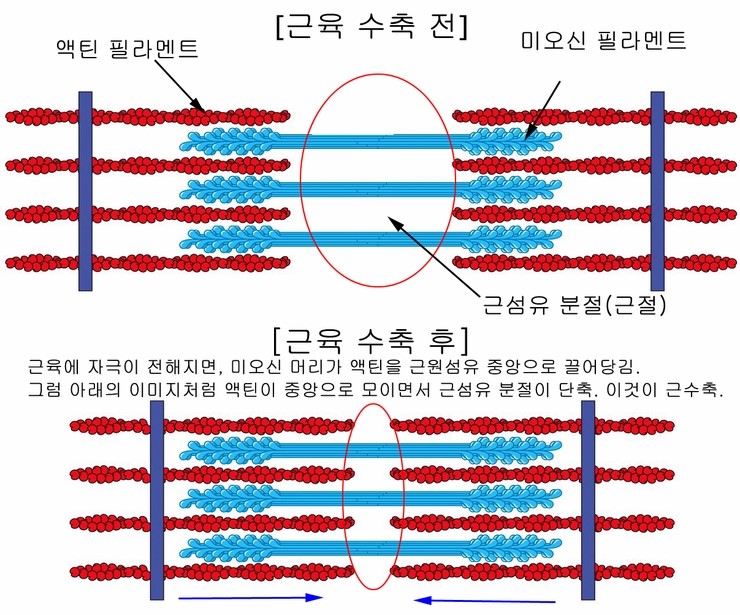 근수축의 원리근원섬유미오신필라멘트액틴필라멘트atp칼슘이온크로스브릿지근세사활주설 네이버 블로그