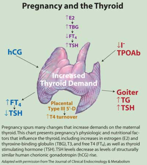 hyperthyroidism in pregnancy(임신 중 갑상선항진증) : 네이버 블로그