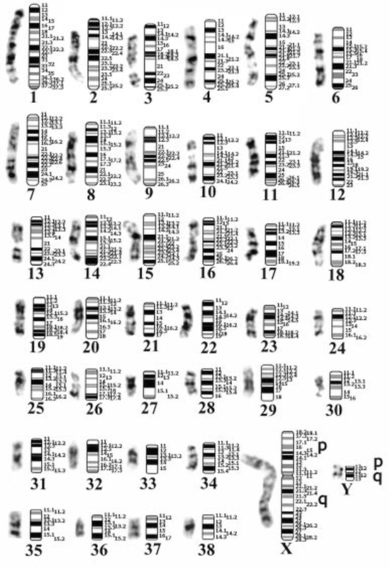 Comparative Mammalian Cytogenetics 포유류 비교세포유전학 : 네이버 블로그