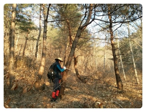 산림조사서 작성기준 및 산림조사 방법(산지전용시 첨부서류) : 네이버 블로그