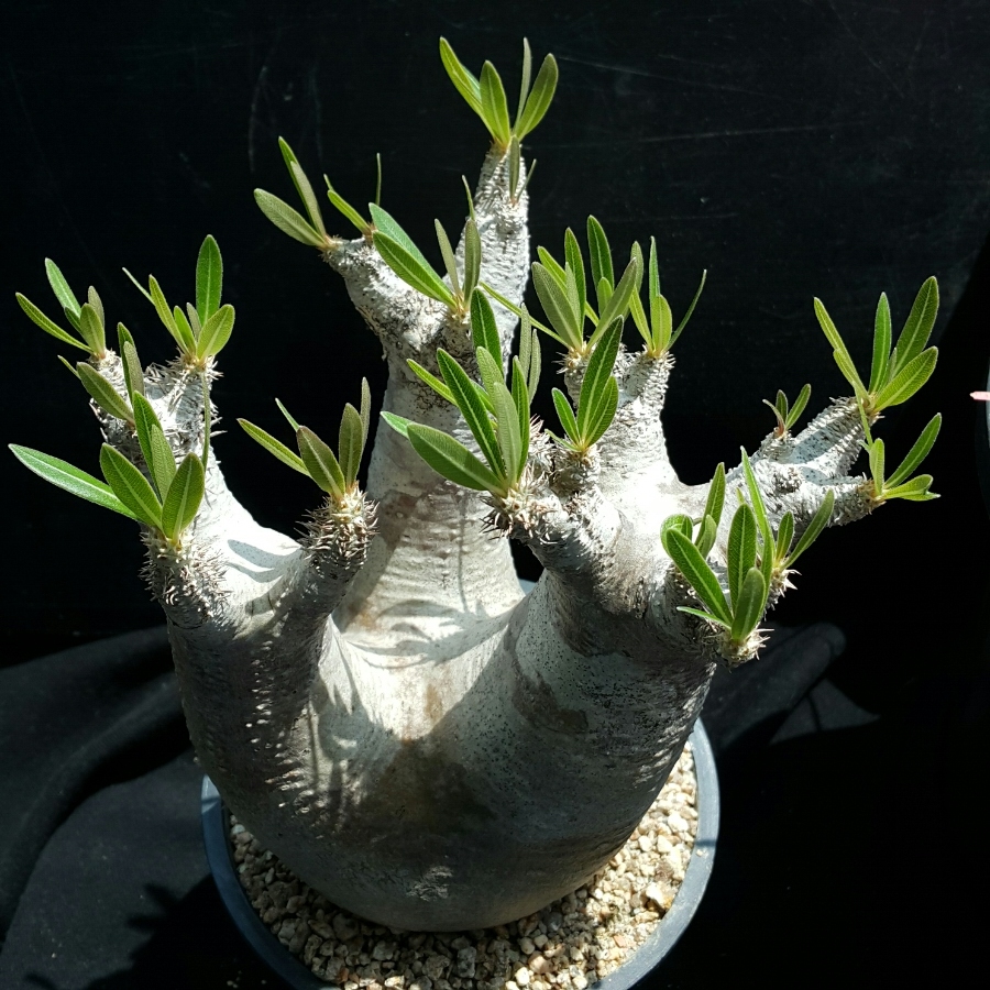이노피나툼 [Pachypodium rosulatum var. inopinatum] : 네이버 블로그