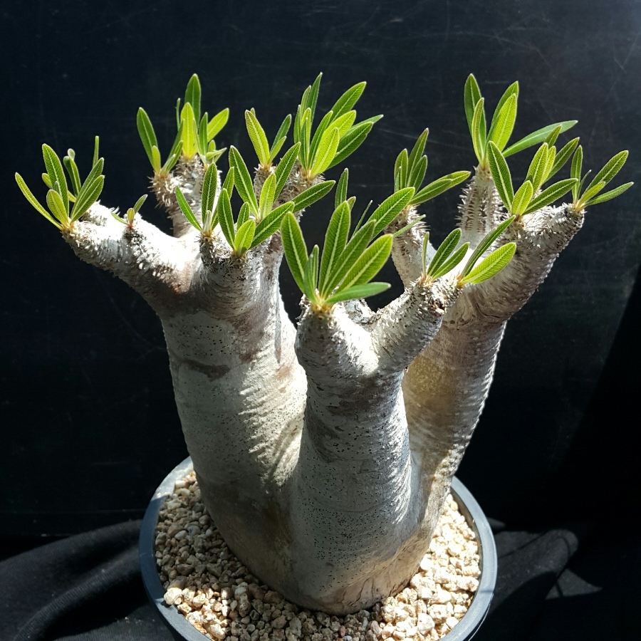 이노피나툼 [Pachypodium rosulatum var. inopinatum] : 네이버 블로그