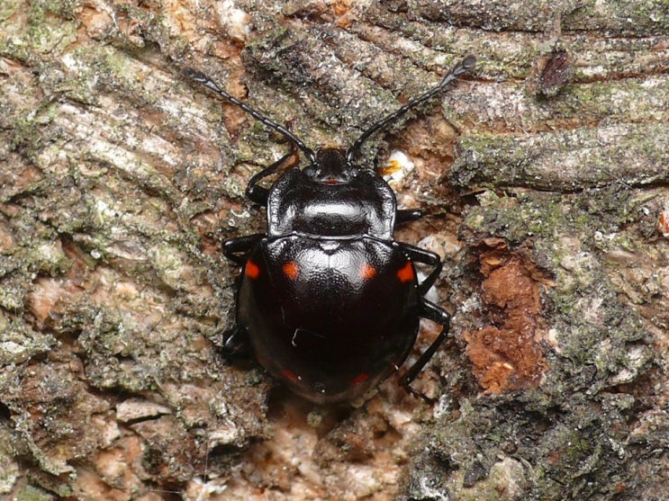 우리무당벌레붙이 : 네이버 블로그