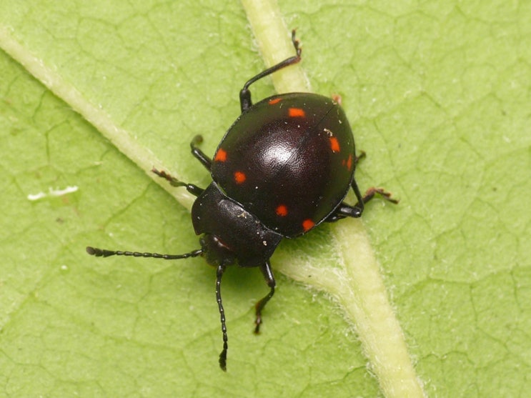 우리무당벌레붙이 : 네이버 블로그