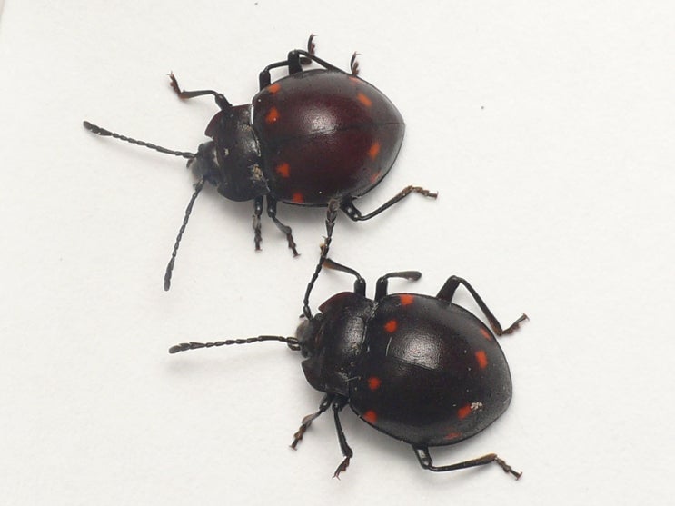 우리무당벌레붙이 : 네이버 블로그