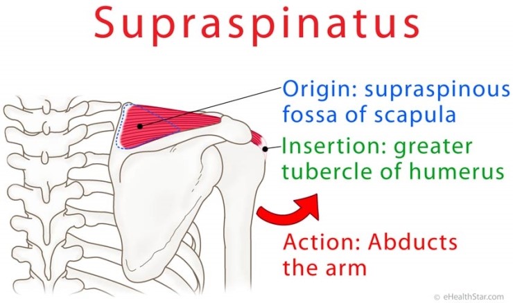 SUPRASPINATUS (극상근) ~ 수원 백성병원 물리치료 센터 ~ : 네이버 블로그