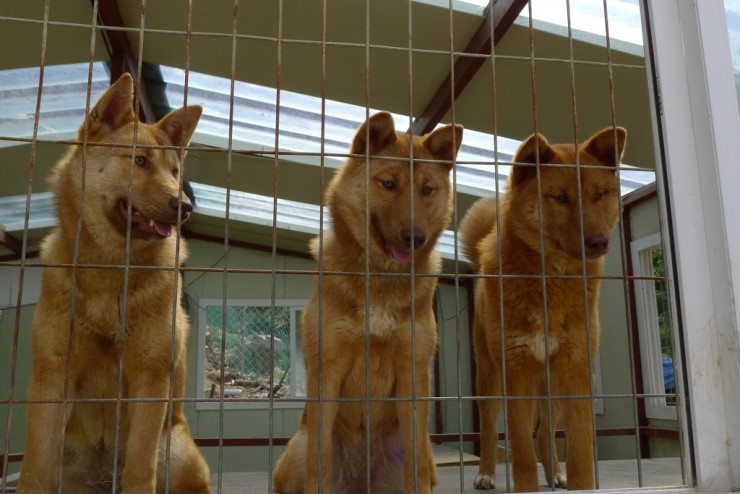 한국형 울프독 불개(Bulgae) : 네이버 블로그