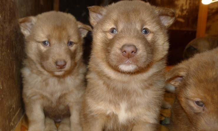 한국형 울프독 불개(Bulgae) : 네이버 블로그