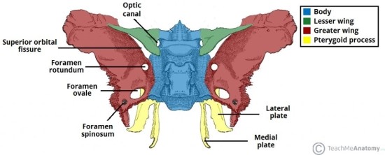 두개천골, 접형골 Osteopathy in the Cranial Field (두개관절 움직임) 오스테오페시 동부이촌동 재활운동 ...