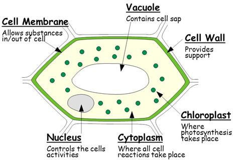 식물세포. Plant Cell. Sap Vacoule. Druse Crystal : 네이버 블로그
