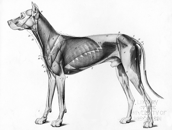 개과 동물, 고양이과 동물의 특성, 신체 특징, 근육 : 네이버 블로그