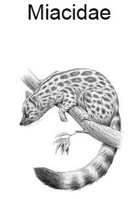 개과 동물, 고양이과 동물의 특성, 신체 특징, 근육 : 네이버 블로그