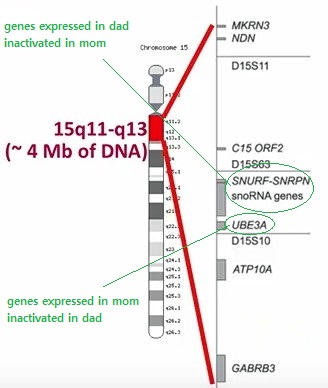 genomic imprinting / Angelman syndrome / Prader-Willi syndrome : 네이버 블로그