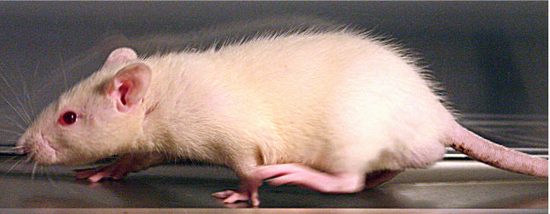 Gait Analysis System for Rodents : 네이버 블로그