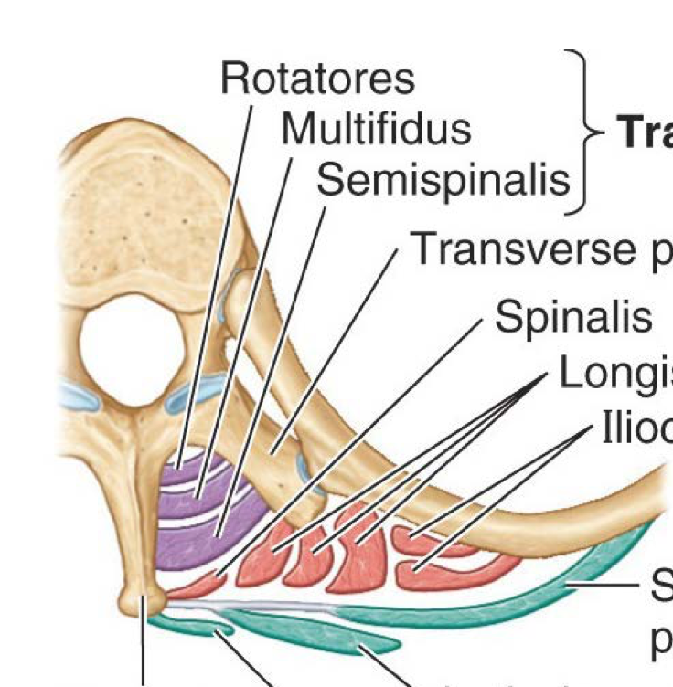[학동 논현 필라테스] 등의 심층 근육 : Erector/ Transversospinal/ Short Segmental 그룹 ...