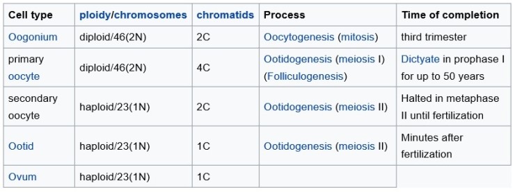oogenesis (난자형성, gametogenesis) : 네이버 블로그