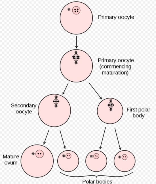 oogenesis (난자형성, gametogenesis) : 네이버 블로그