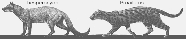 개과 동물, 고양이과 동물의 특성, 신체 특징, 근육 : 네이버 블로그