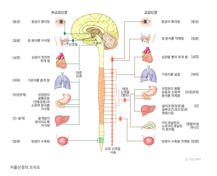자율신경 부교감신경교감신경에 대해 간단히 알아보기조이트레이너 네이버 블로그