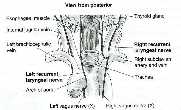 recurrent laryngeal nerve : 네이버 블로그