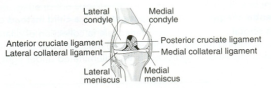 knee injury : 네이버 블로그