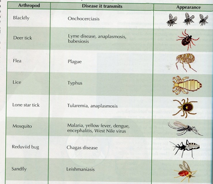 arthropod bites & stings - insect bite : 네이버 블로그