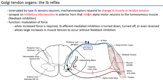 상호억제(reciprocal inhibition)와 자가억제(autogenic inhibition) : 네이버 블로그