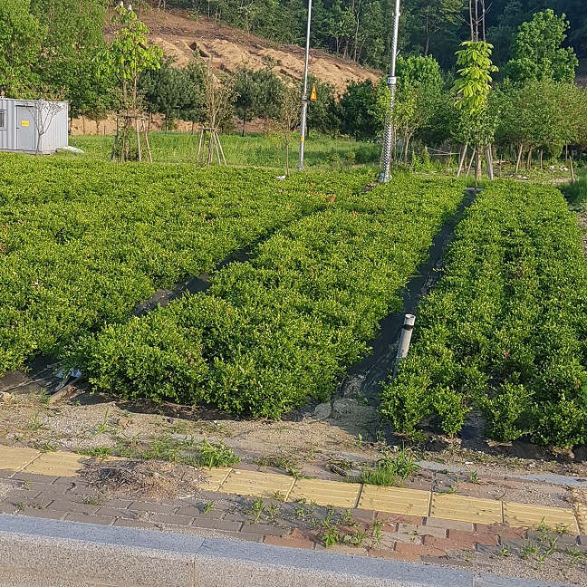 회양목 판매 회양목 가격 3년생 연산홍철쭉 판매 연산홍철쭉 가격 3년생 네이버 블로그