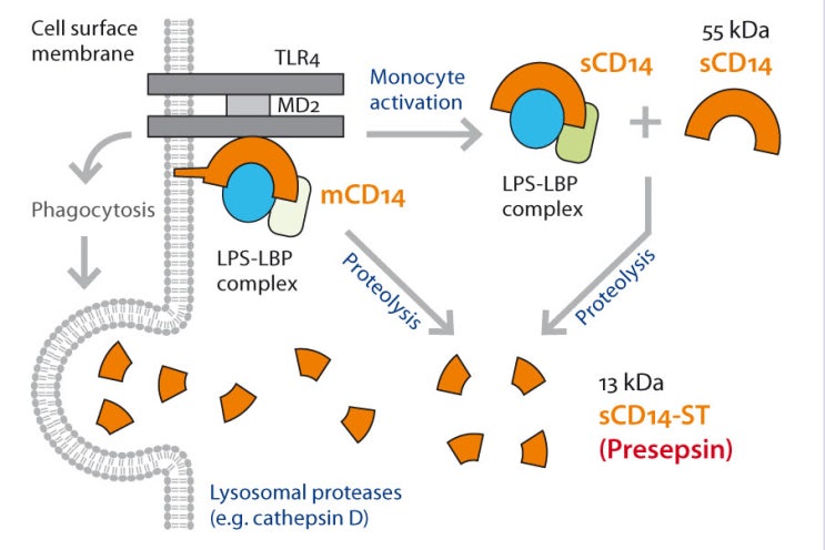 프레셉신(Presepsin, sCD14-ST) 검사적 특성과 임상적 의의 : 네이버 블로그