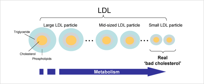 sdLDL =Small Dense LDL (저밀도 지단백) : 네이버 블로그