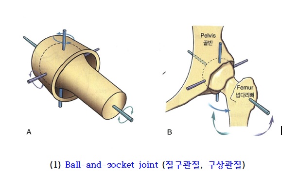 구의동pt 구의동 퍼스널 트레이닝 어센트짐 가동관절윤활관절의 종류와 형태 네이버 블로그