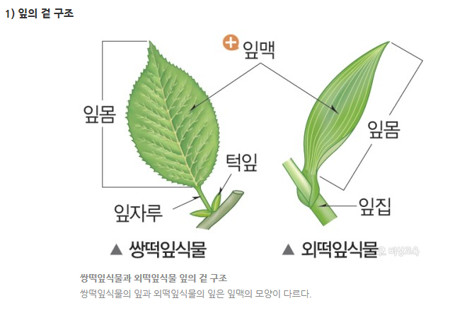 초등학습 과학 4-2 요점정리 식물의 생활 : 네이버 블로그