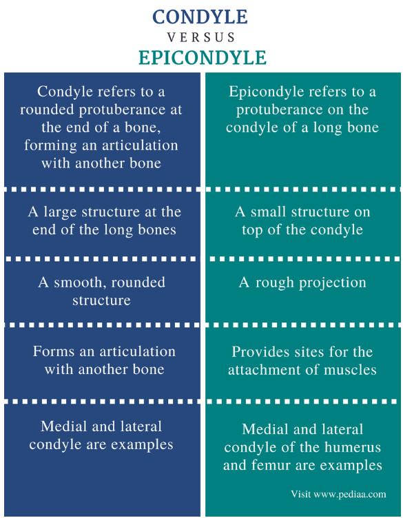condyle vs. epicondyle : 네이버 블로그
