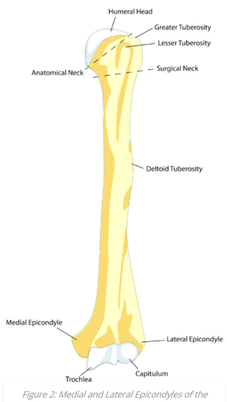 condyle vs. epicondyle : 네이버 블로그